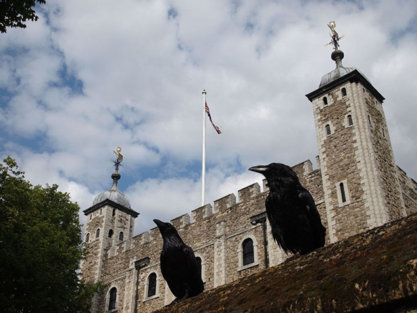 The Tower of London's Raven Legend - Victorian Myth or Ancient Folklore ...