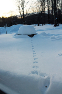 The Devil's Footprints - Devon's Diabolical Hoofmarks in the Snow ...